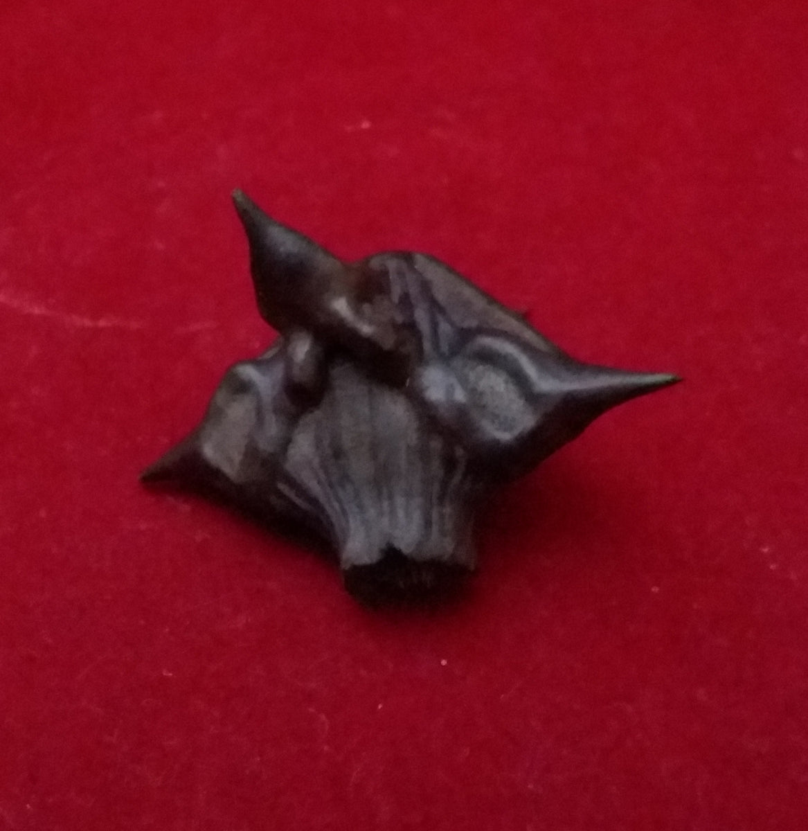 DEVILS POD AKA BAT NUT – Conjurings Of A Witch