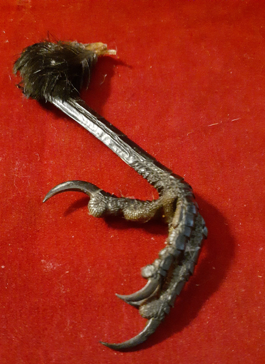 BIRD TALON by – Conjurings Of A Witch